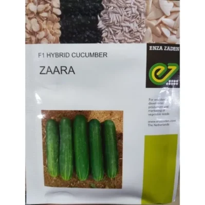 DUNJA Hybrid Squash (Enza Zaden) - 100 Seeds Seeds Online – CountryHaat